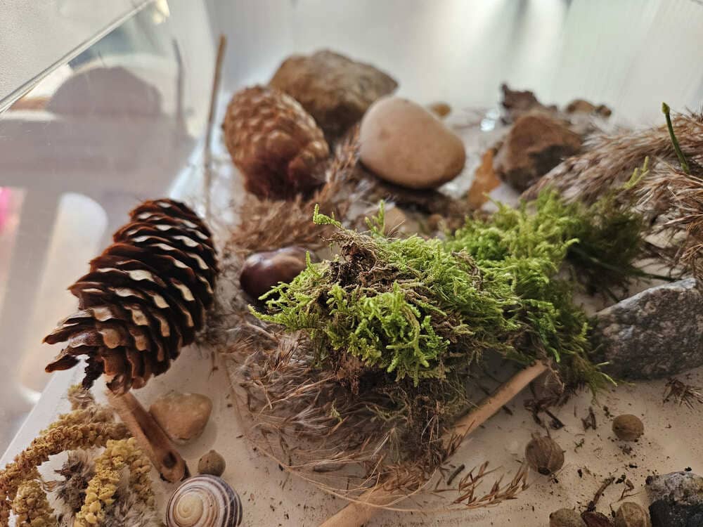 Engaging DIY Forest Sensory Bin For Preschoolers